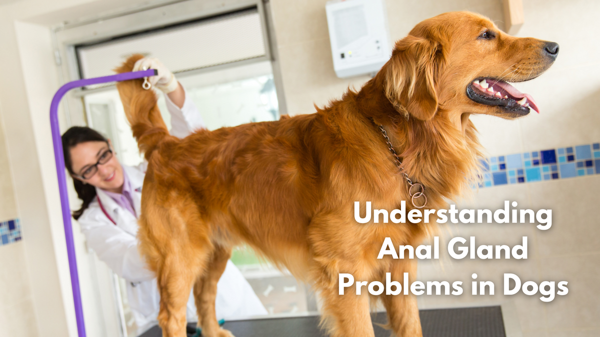 Understanding Anal Gland Problems in Dogs | For Petz NI